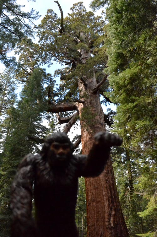 BIGFOOT NEWS and SASQUATCH SIGHTINGS: Sasquatch Spotted in Giant ...