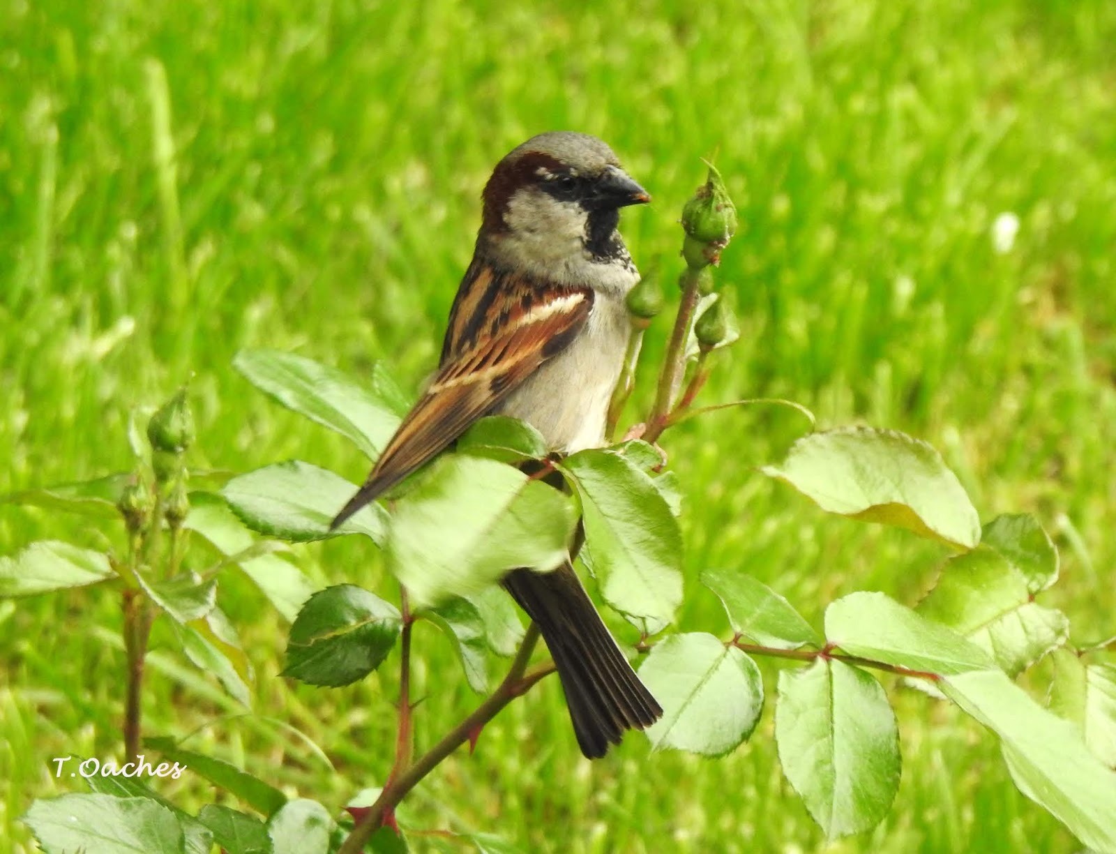 PASARI DIN ROMANIA: VRABIA DE CASA, Passer domesticus