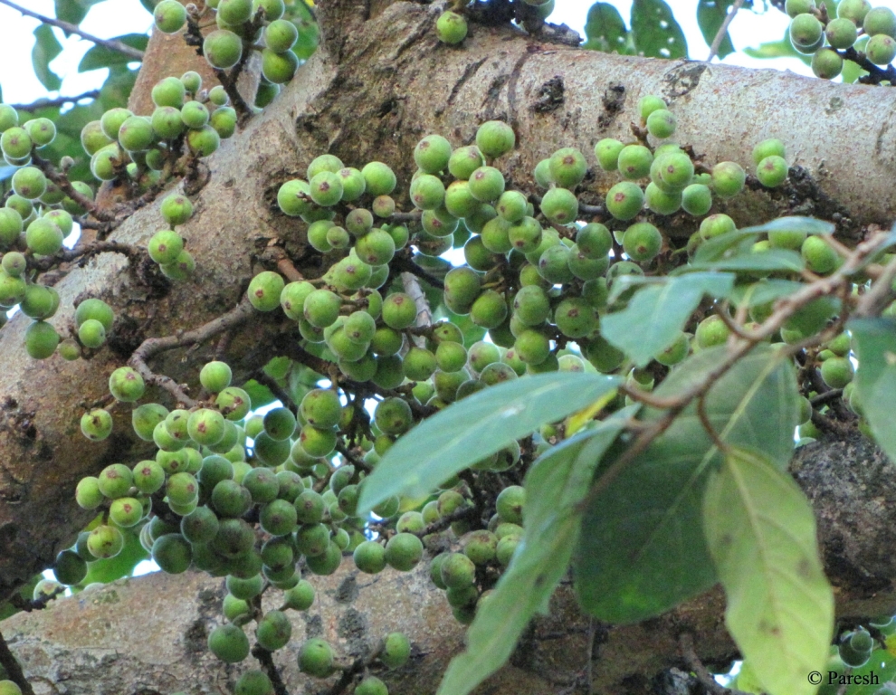 Gifting Trees...: April 2011