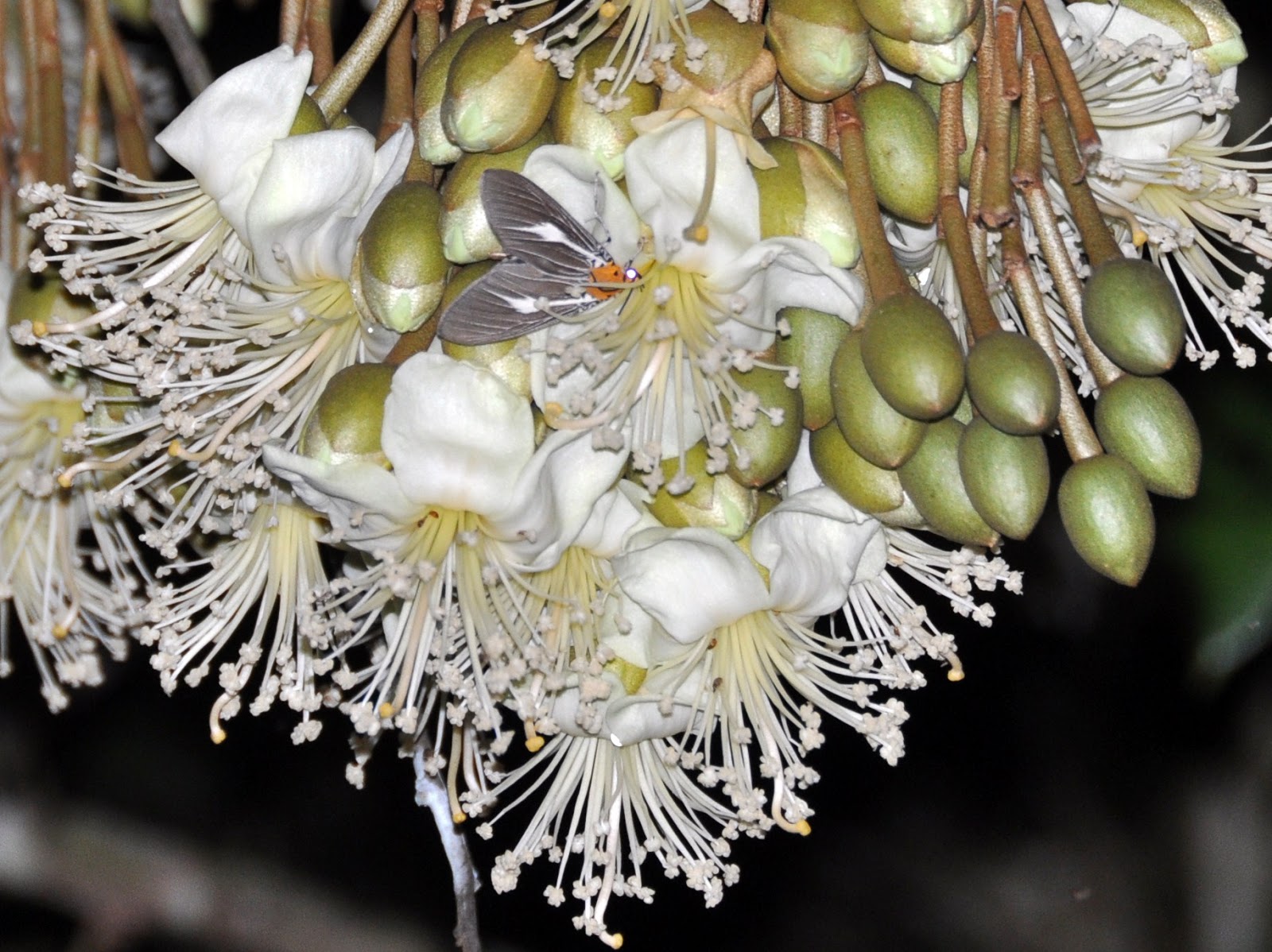 Durian (Durio zibethinus), il Frutto che Puzza più Diffuso del Sud-Est ...