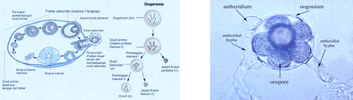 Pendidikan Dan Pembelajaran: Pengertian Omnivora, Oogonium, Nitrifikasi ...