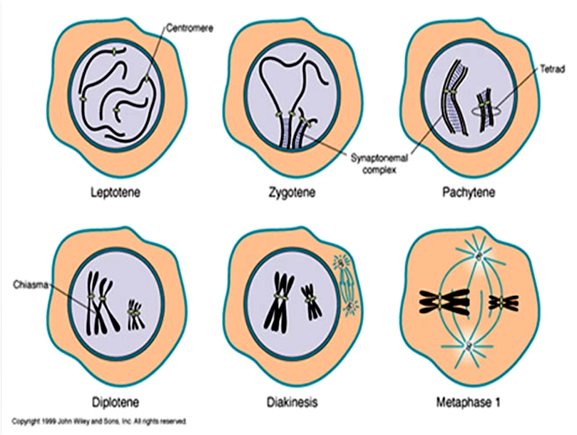Biologi: Pembelahan Sel