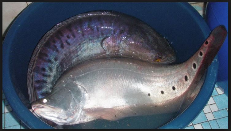 Klasifikasi Ikan Belida (Notopterus chitala H.B.) | I S I K