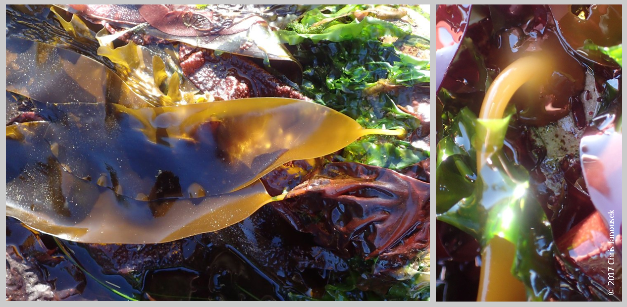 a wilderness journal: New seaweed finds in central California