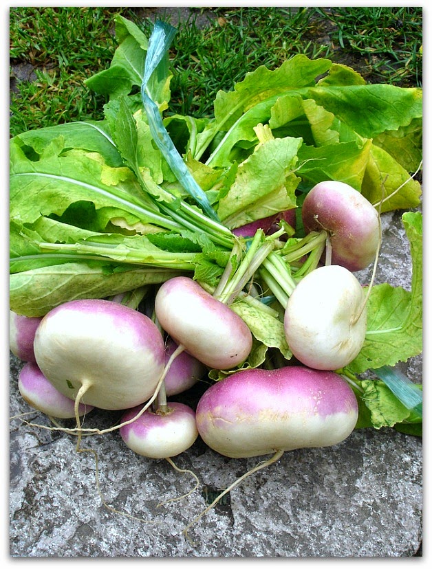 Un dimanche a la campagne: Petits navets glacés