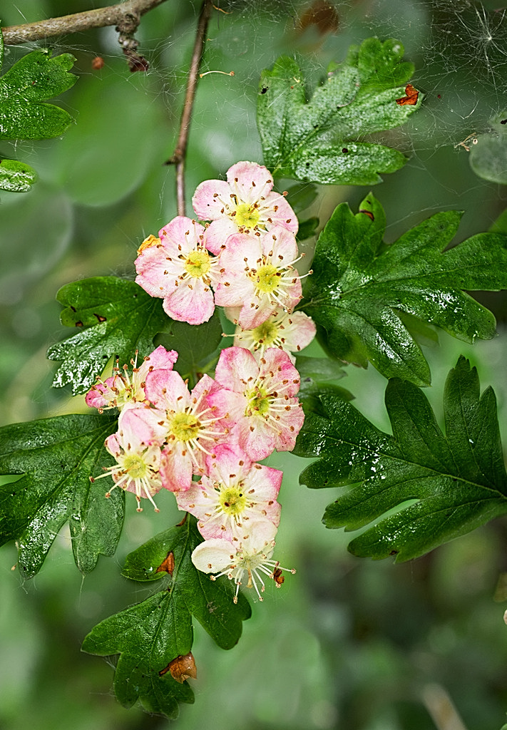 Milton Country Park Through the Year: May Day and Hawthorn Blossom
