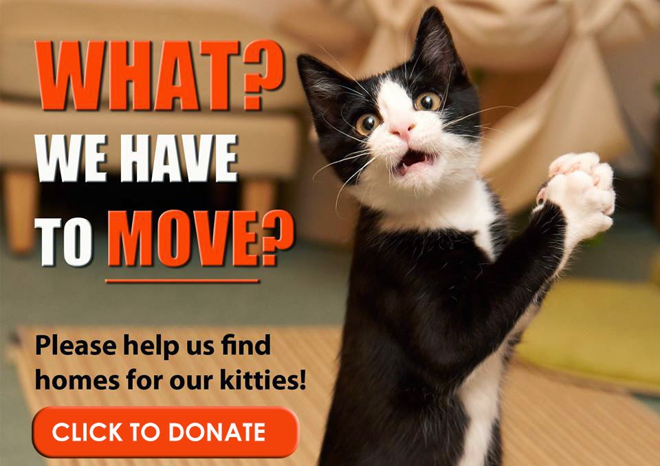 As the World Purrs: Purrfect Pets - Please Help!