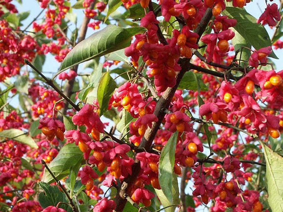 Si totusi povestile...: Faceti-va bine (265)