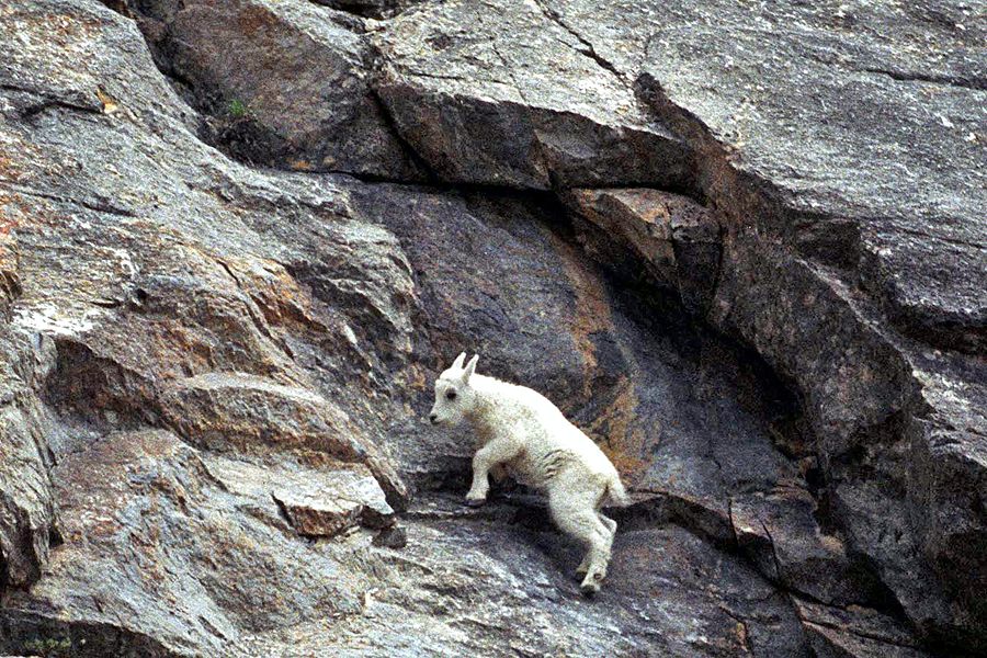 The Azure Gate: Finding Mountain Goats Part II