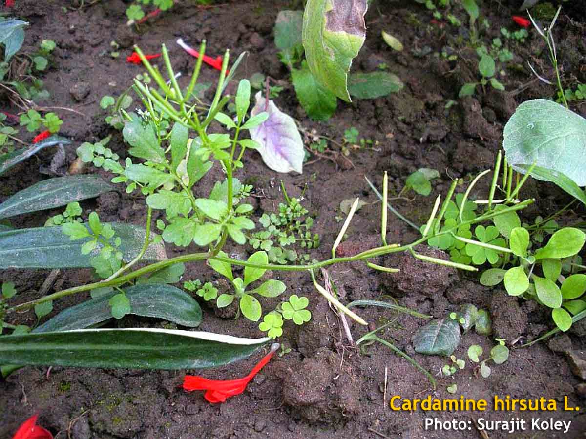 Medicinal Plants: Cardamine hirsuta, Hairy Bitter Cress, ミチタネツケバナ