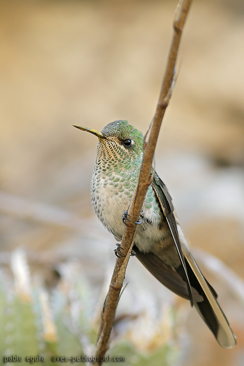 mis fotos de aves: Sappho sparganurus Picaflor Cometa Red-tailed Comet