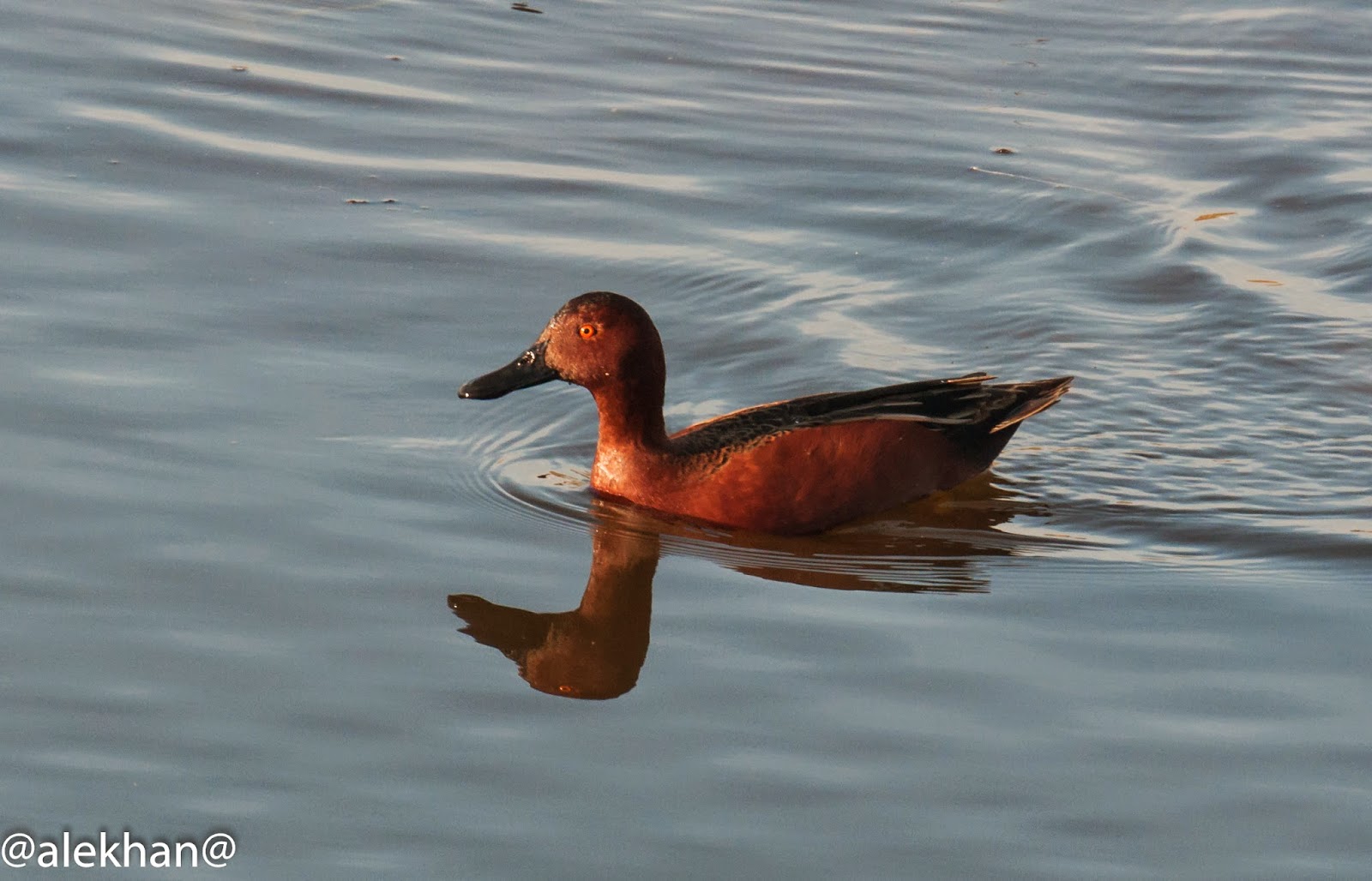 Pájaros, Pajarracos: Pato colorado