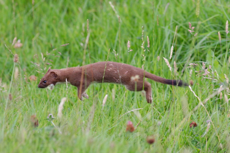 Dermot Breen's Blog: Irish Stoat Part 1