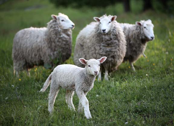 Getting Stitched on the Farm: The Closing Days of May