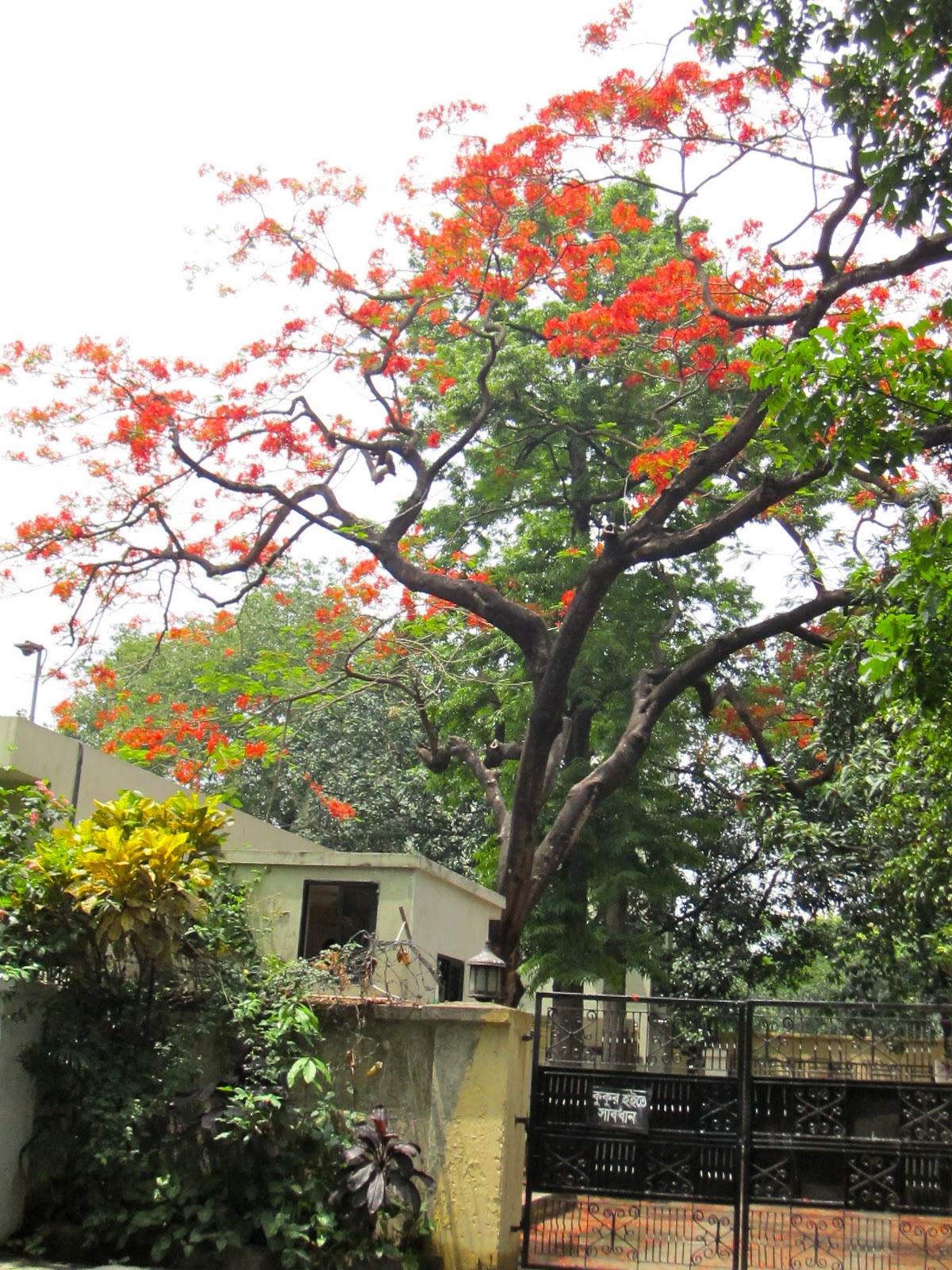 Beyond the Cornfields: Krishnachura Trees
