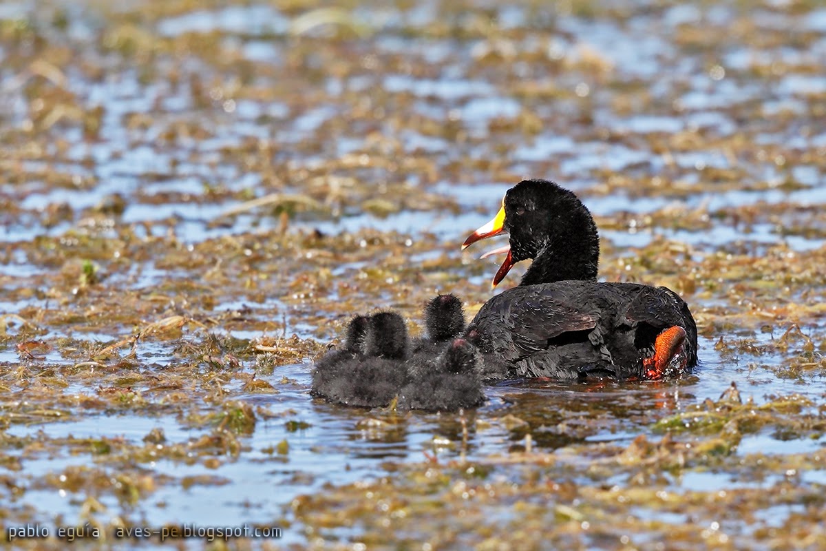 mis fotos de aves: Fulica gigantea Gallareta Gigante Giant Coot
