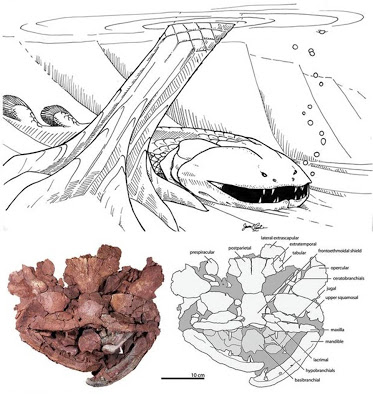 Escenarios prehistóricos: Laccognathus