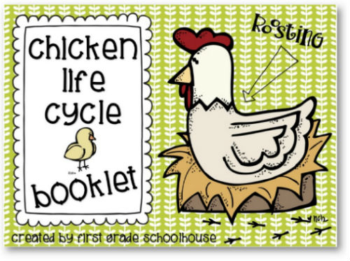 Chicken Life Cycle Booklet | Classroom Freebies | Bloglovin’