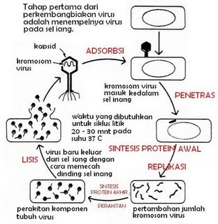 Putroe Intan - Dunia Alam Flora Fauna dan Lingkungan
