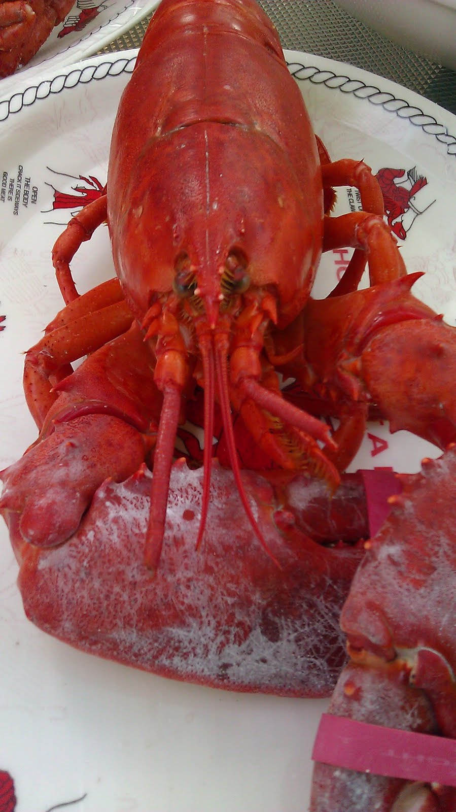 good sazon: Shore Dinner – How to Cook and Eat Lobster