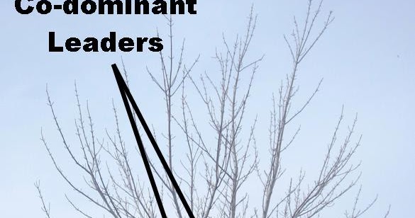 Fruit Tree Pruning at Its Best: Co-dominant Leaders