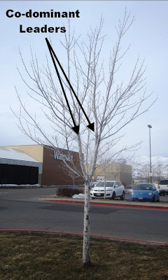 Fruit Tree Pruning at Its Best: Co-dominant Leaders