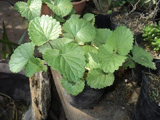 PLANTAS MORENAL: Salvia Procurrens - Disponible en maceta de cultivo N ...