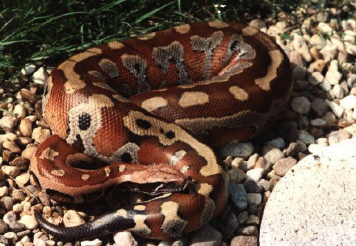 Different Species of Snakes kept as Pets - GKEnhancer