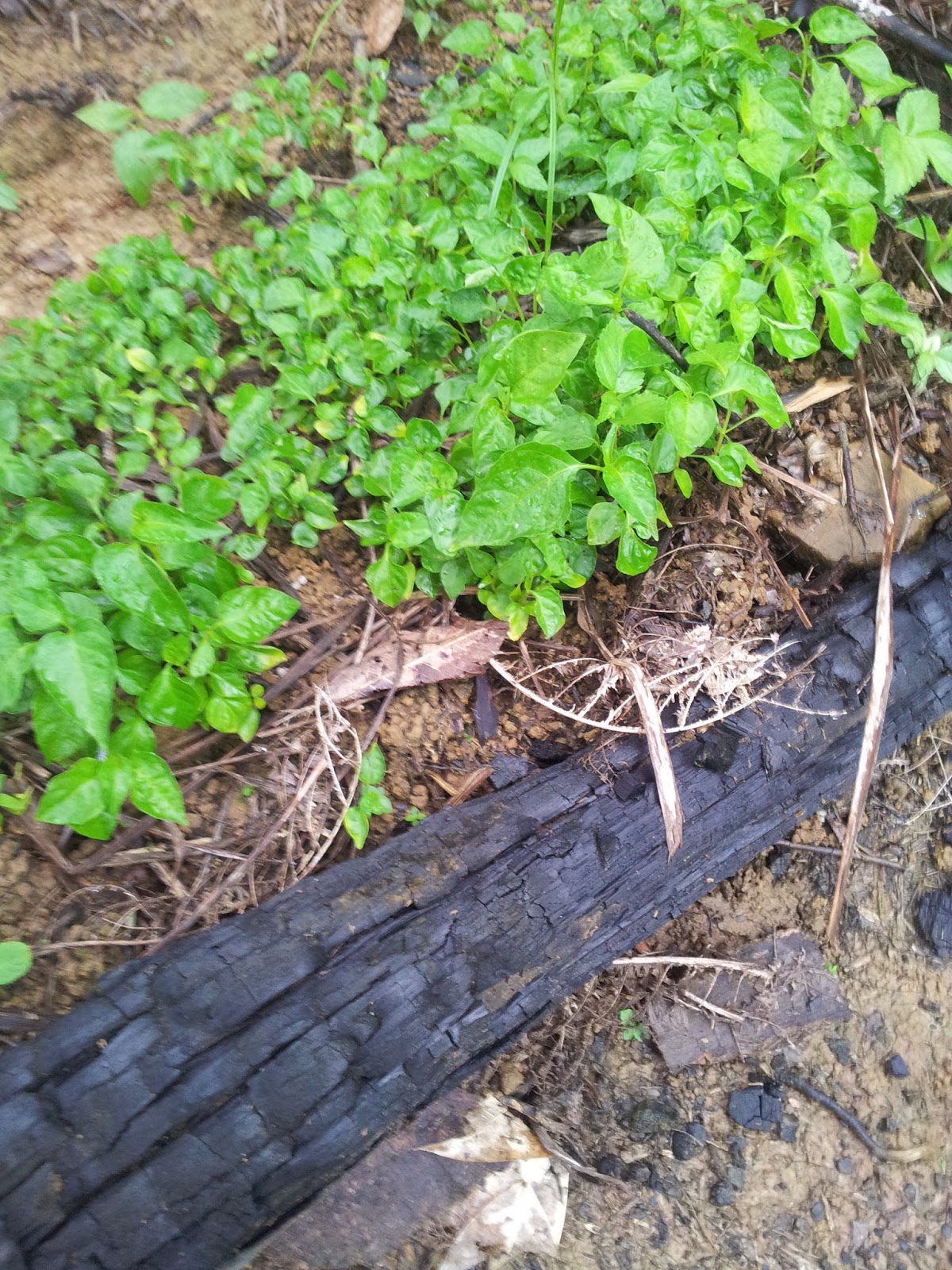 Tanaman Halia: Tanaman Cili Padi yang kedua.