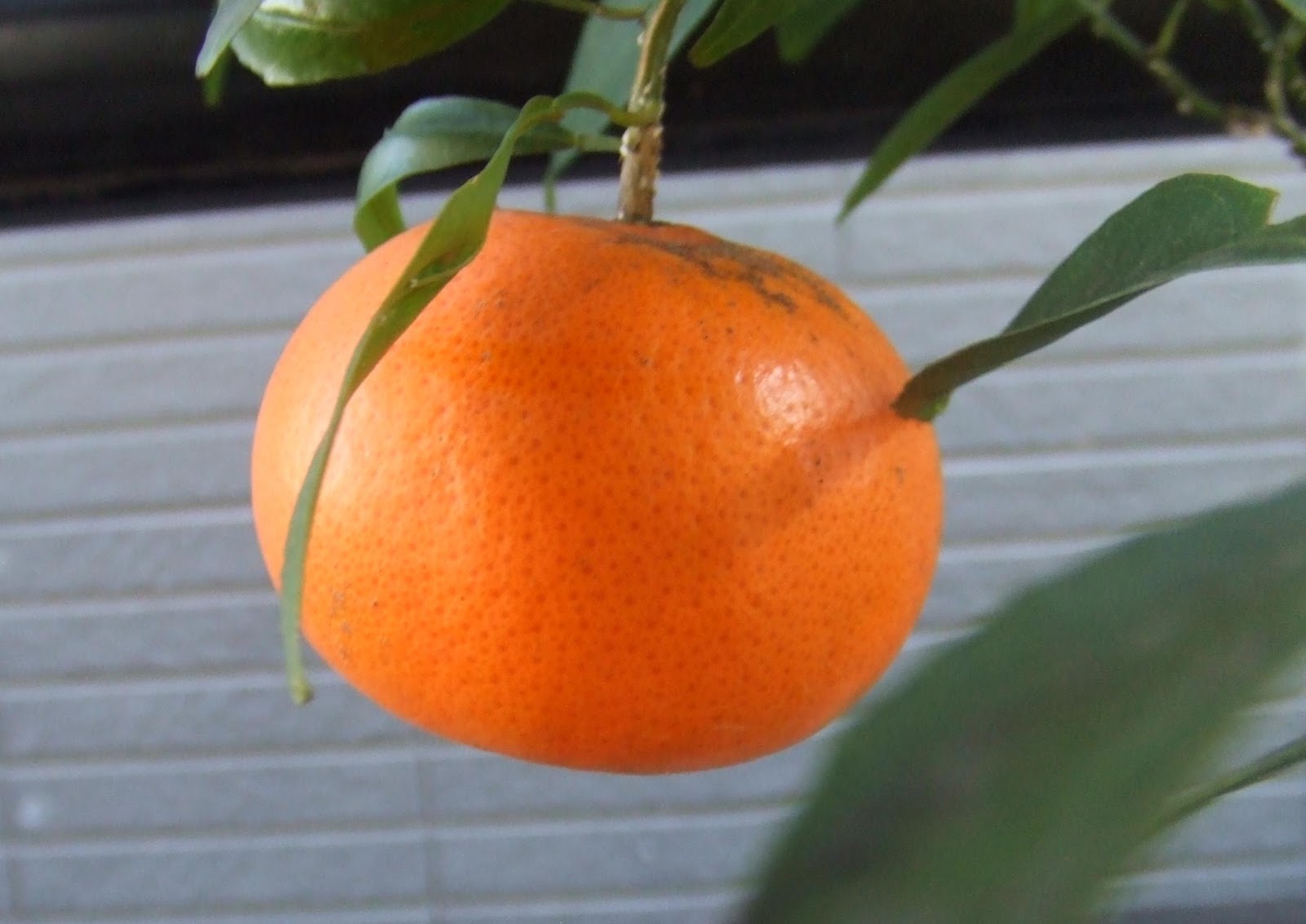 四季成り果樹園芸: 麗紅の収穫 Reikou (tangerine)