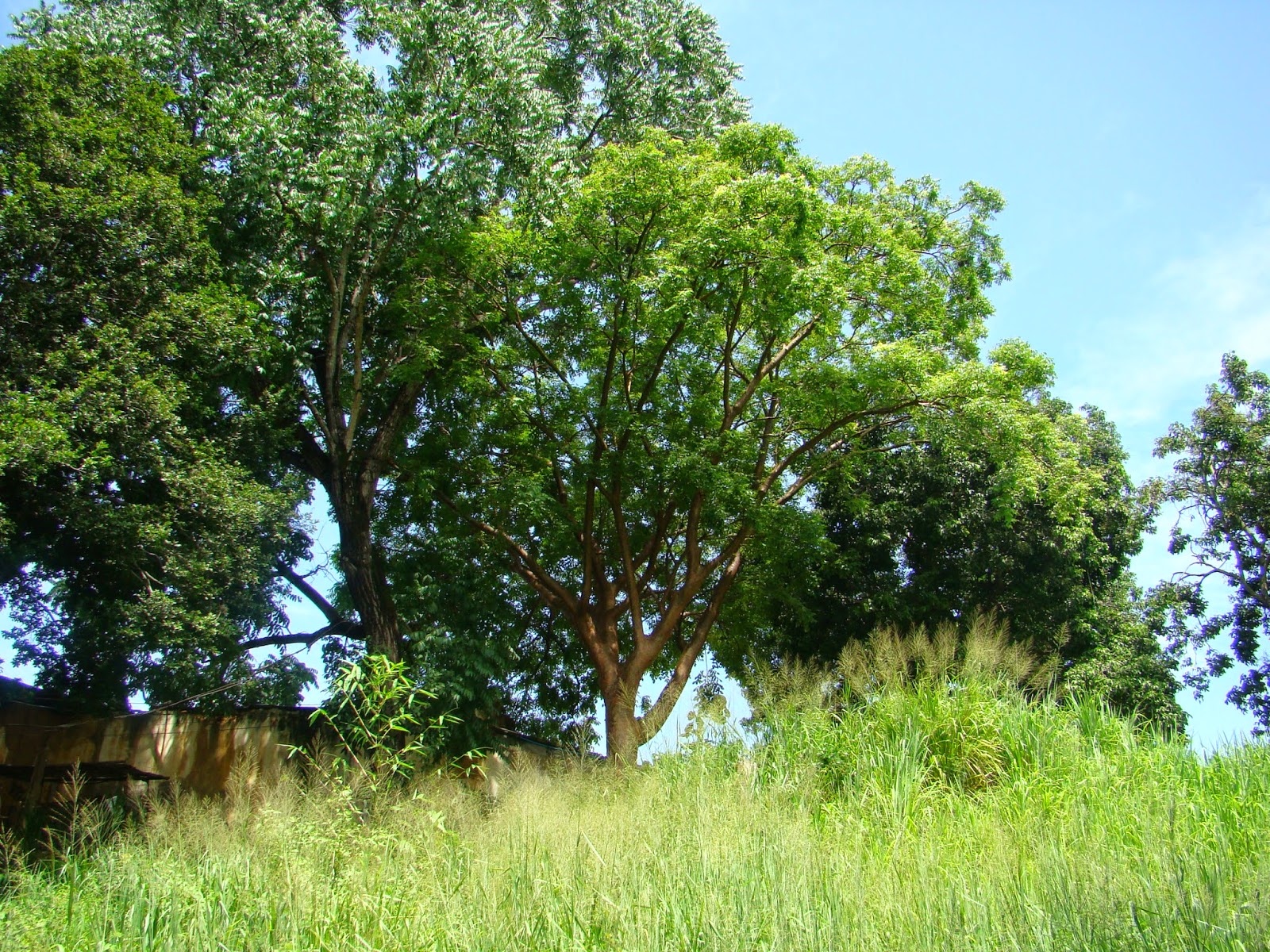 TereTere: El árbol emblemático de Guatire