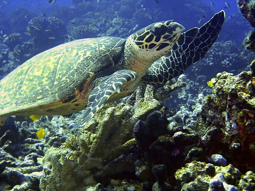 Scuba Steve's Ultimate Dives: Shooting the Tiputa Pass- Scuba Diving in ...