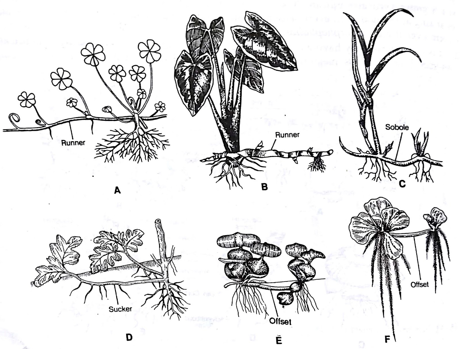 Botanica: MORPHOLOGY OF STEM