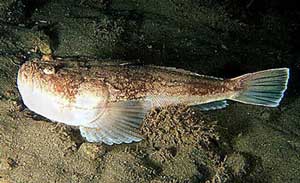 Artes de Pesca: VAMOS A PESCAR RATA PEZ