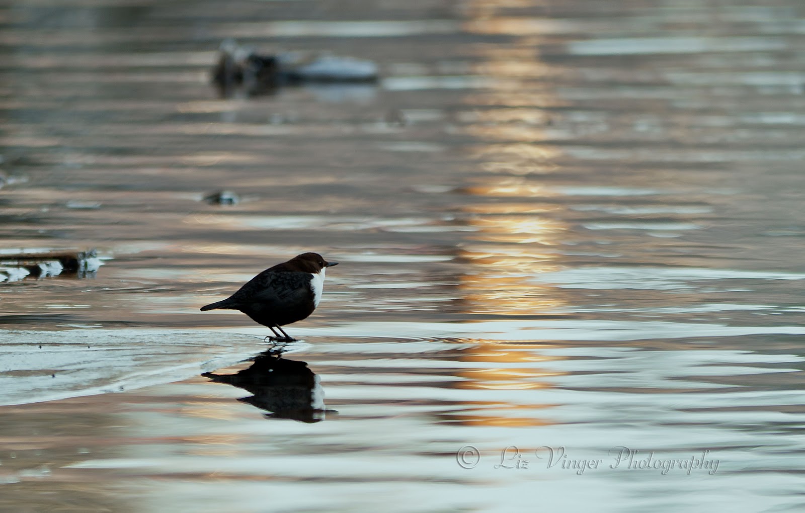 Liz Vinger Photographer: Birds of Norway