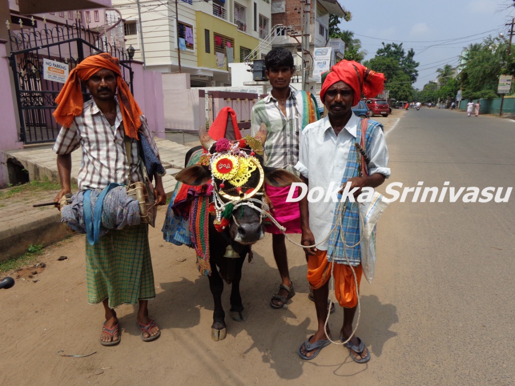 Heritage of India: Gangireddu and Gangireddulaata (గంగిరెద్దు మరియు ...