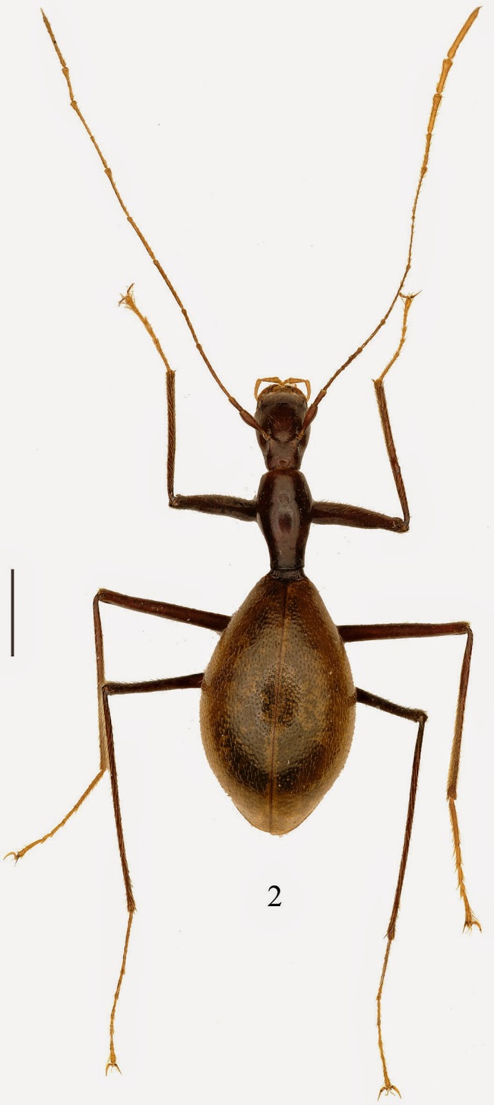 Sciency Thoughts: Two new species of cave-dwelling Leptodirine Beetles ...