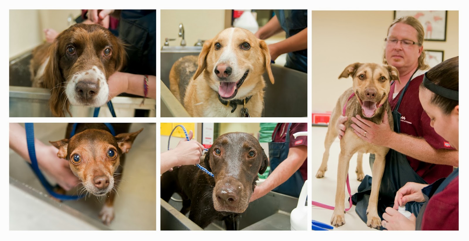 Minnesota School Of Business Vet Tech Program - sellingfile