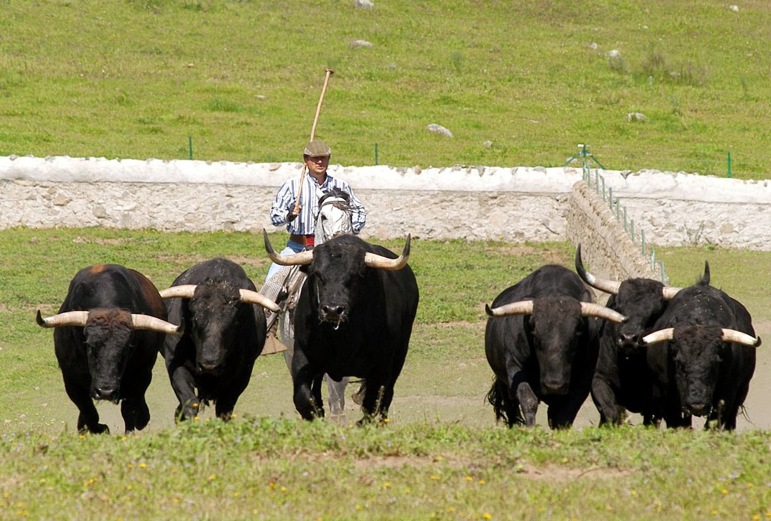 Del toro al infinito: Toros españoles para San Sebastián preparan viaje ...