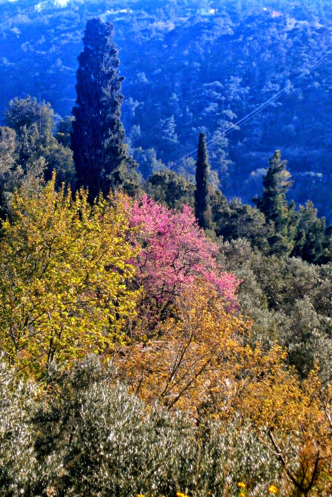 Άρωμα Ικαρίας: Πάσχα στην Ικαρία ...Θα 'ρθεις;