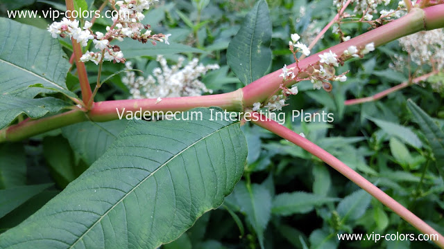 Vademecum Interesting Plants: Polygonum polymorphum - Persikaria ...