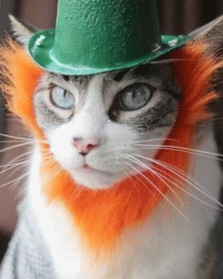 The Glass Character: IT'S AMAZING! Animated leprechaun cat