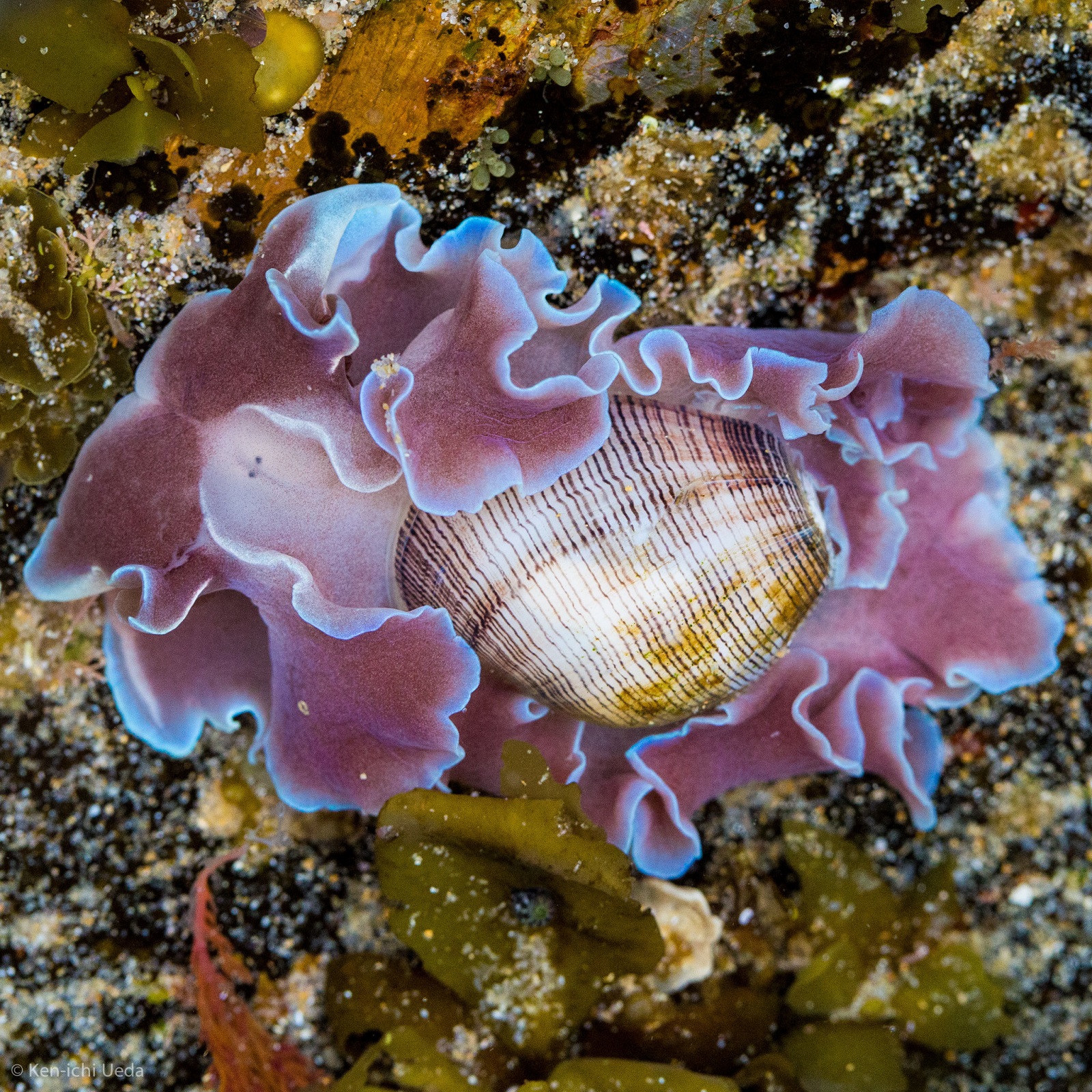 Real Monstrosities: Striped Bubble Shell