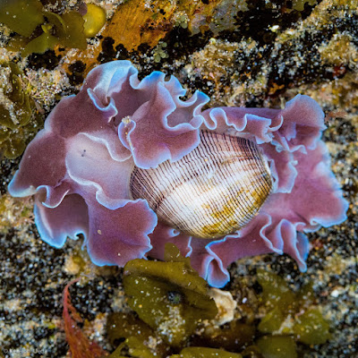 Real Monstrosities: Striped Bubble Shell