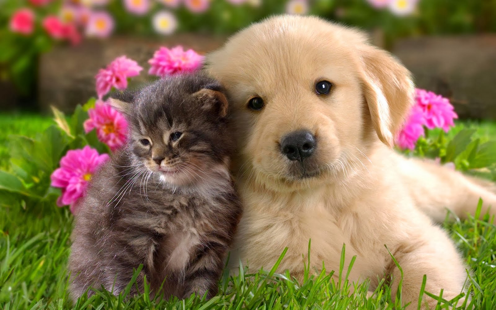 Imagenes de Perritos: Perrito junto a gatito
