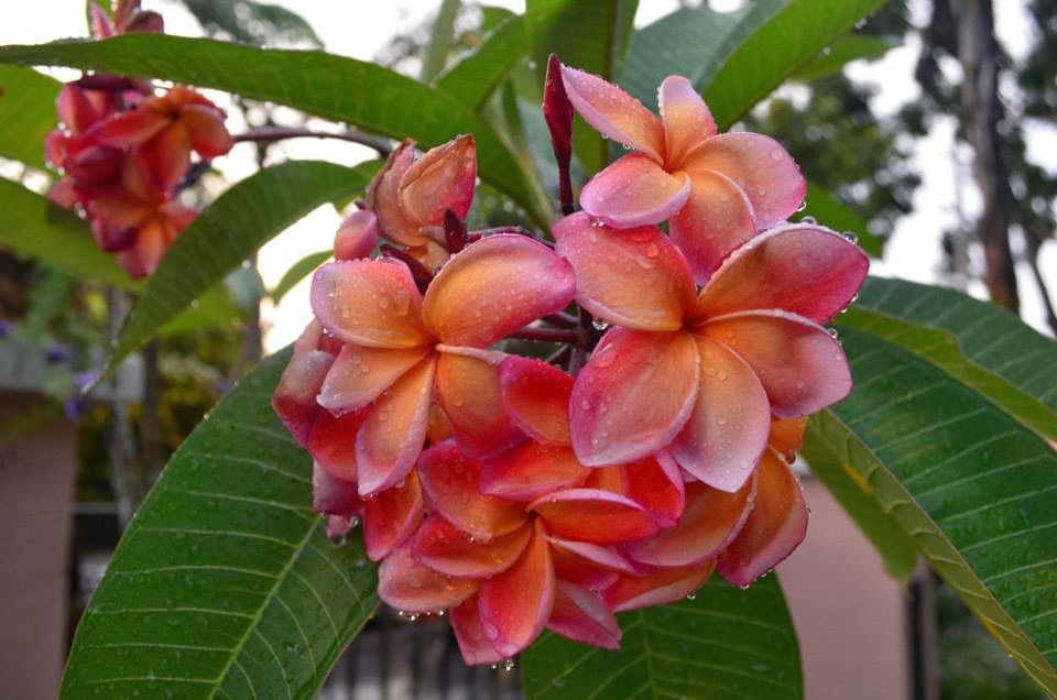 from my garden: Plumeria / frangipani / pokok bunga kemboja