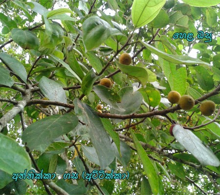 Hela osu: අත්තික්කා (Attikka)