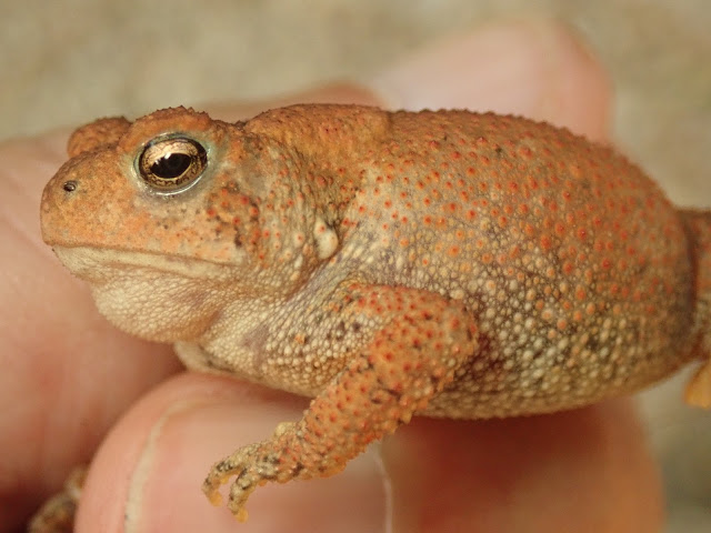 Springfield Plateau: One Cool Toad