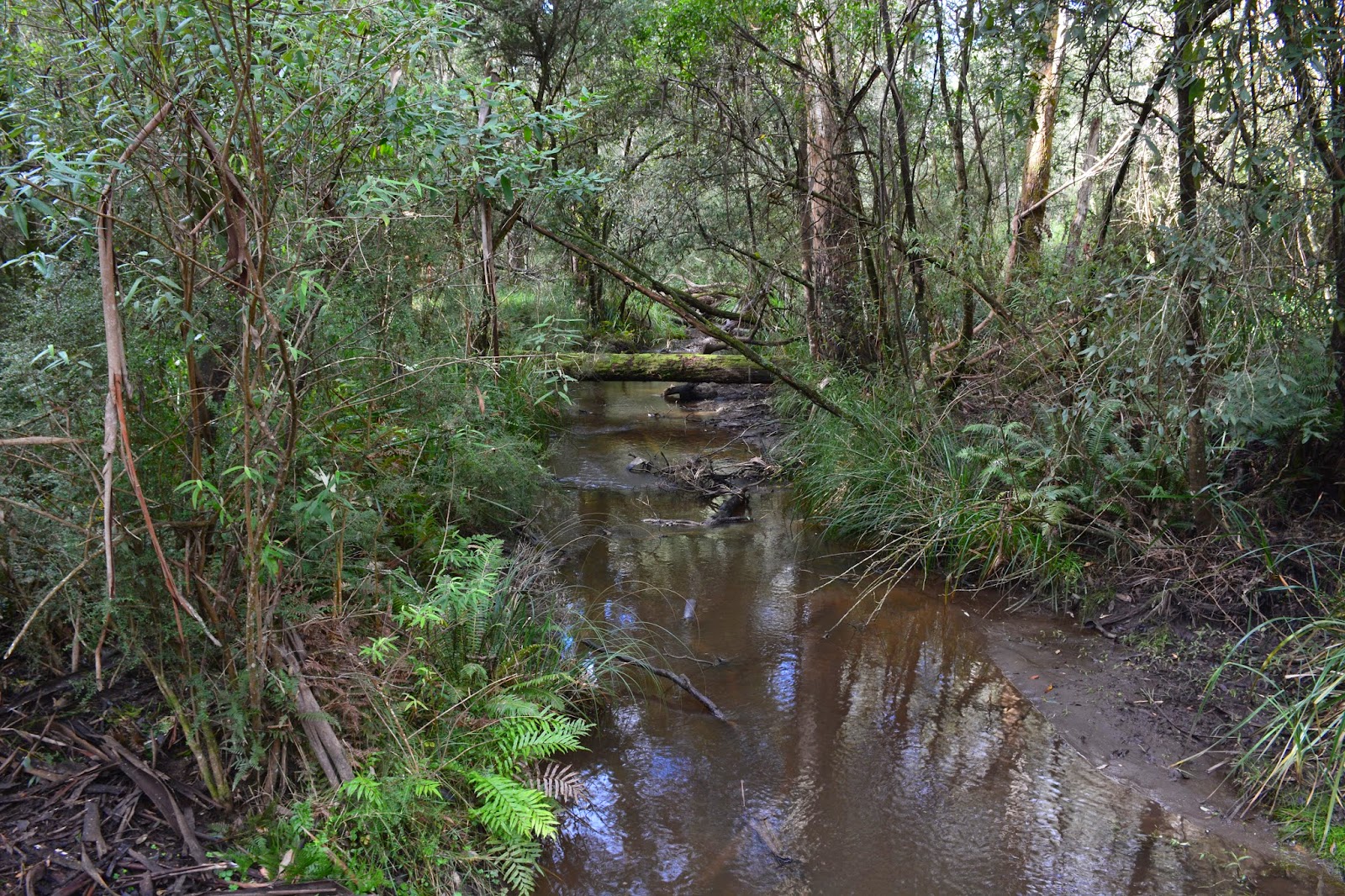 walkabouters club of victoria inc: The Four Brothers & the Button Grass ...
