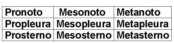 Hormigas Amarillas: Anatomía general de las hormigas (4).Tórax vs ...
